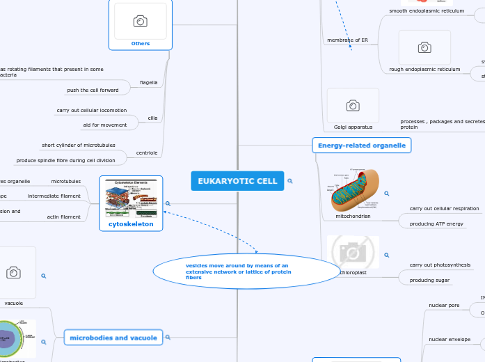 EUKARYOTIC CELL - Mind Map